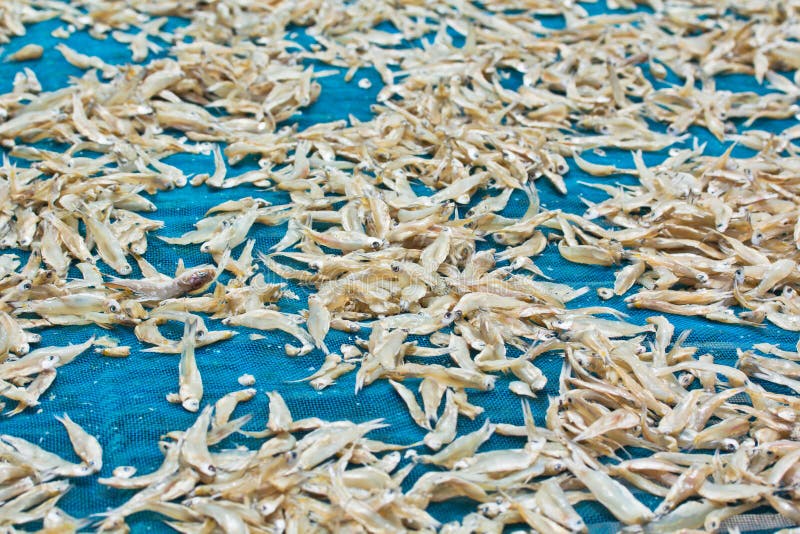 Dried small fish stock image. Image of meat, fish, fishing - 38819193