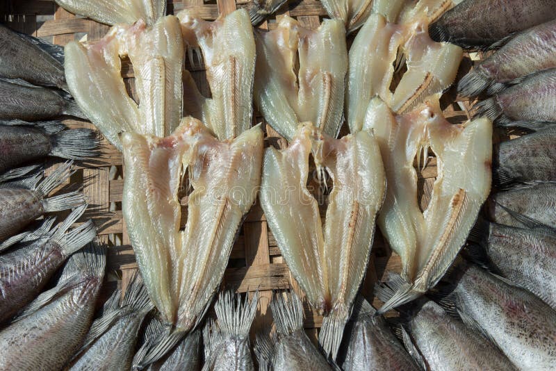 Dried Snake-head Fish stock photo. Image of thailand - 49133344