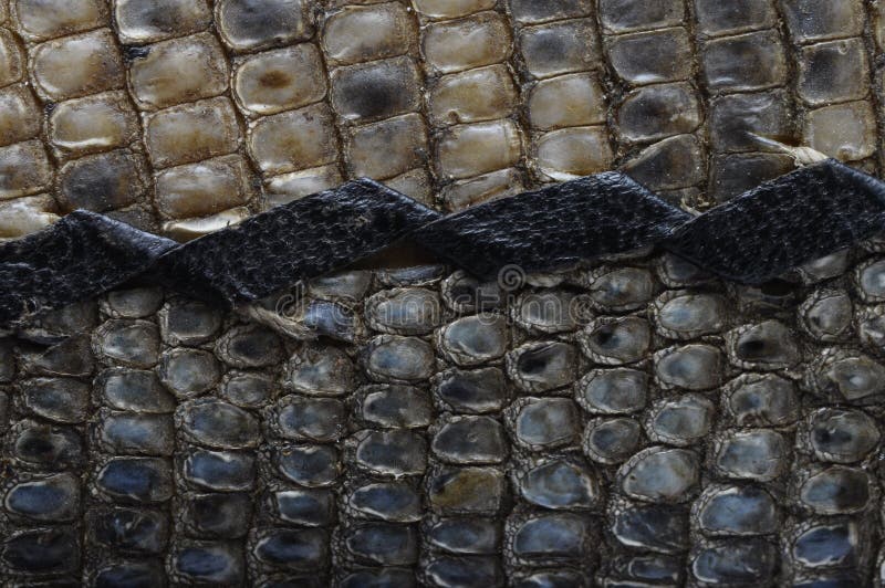Dried snake skin stock image. Image of skin, scale, viper - 31503905