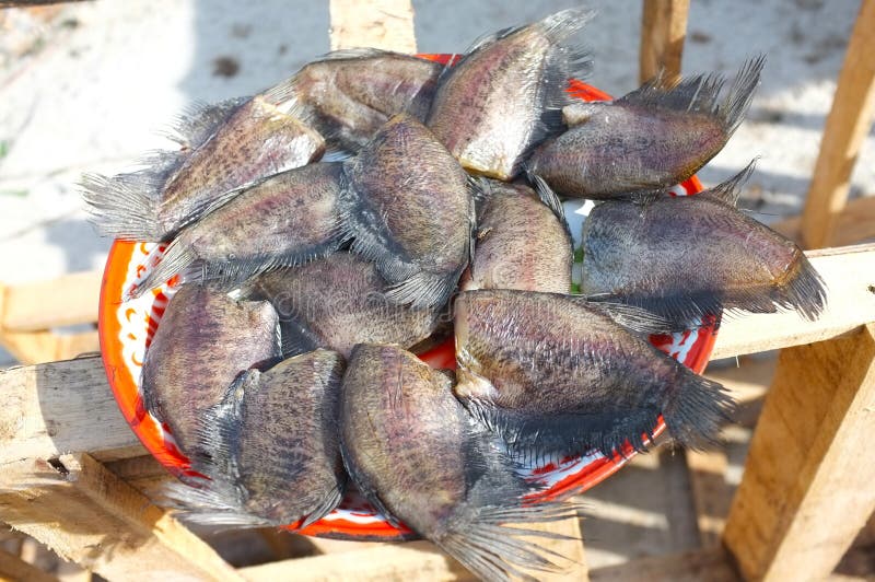 Dried Snake Skin Gourami Fish on Tray Stock Photo - Image of light ...