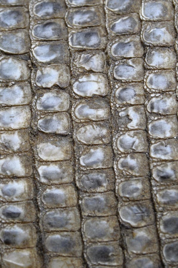 Dried snake skin stock image. Image of skin, scale, viper - 31503905