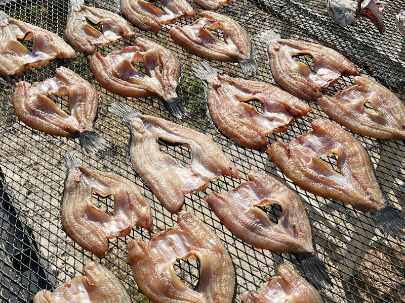 Dried Snakehead Fish Net Stock Photos - Free & Royalty-Free Stock ...