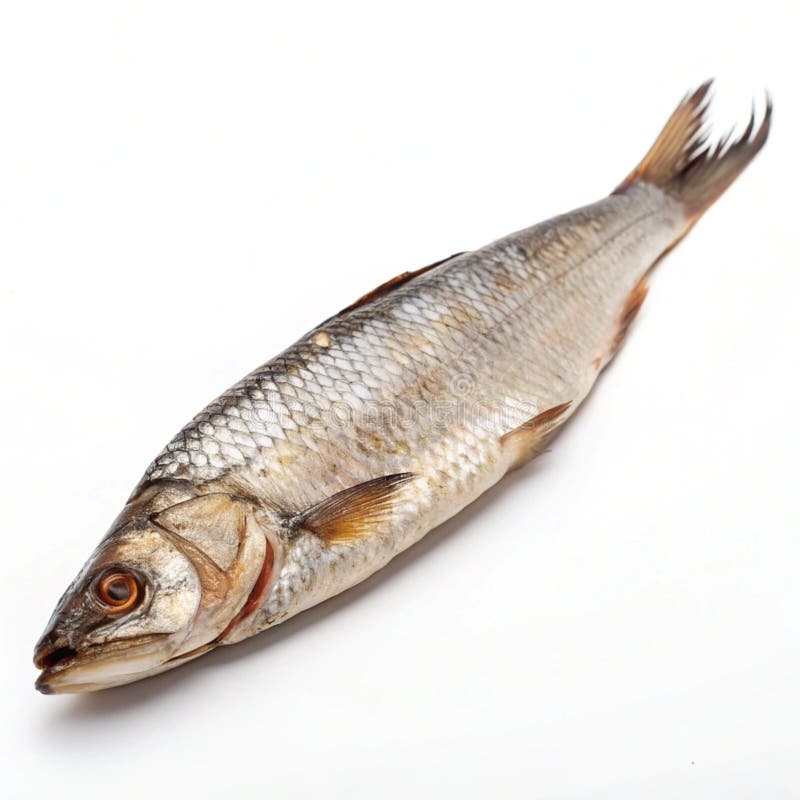 Dried Snakehead Fish Isolated on White Background Stock Illustration ...