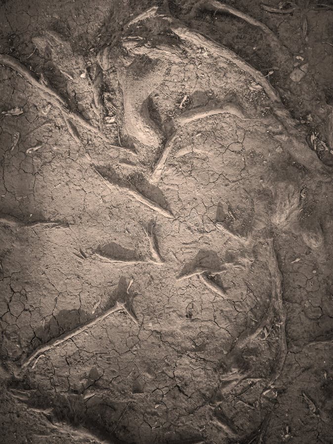 598 Tree Roots Dirt Ground Texture Stock Photos - Free & Royalty-Free ...