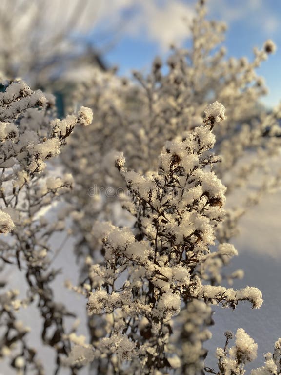 Dried Solidágo Virgáurea Landscape Stock Photo - Image of spring, leaf ...