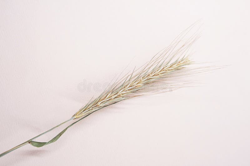 Dried Spike of Barley on Pink Stock Photo - Image of tranquility ...