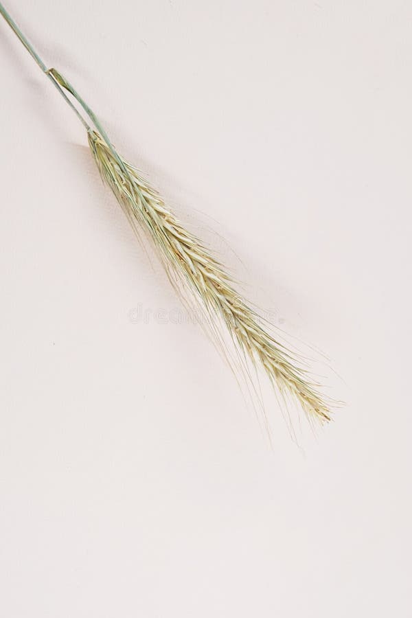 Dried Spike of Barley on Pink Stock Image - Image of stem, field: 290796549