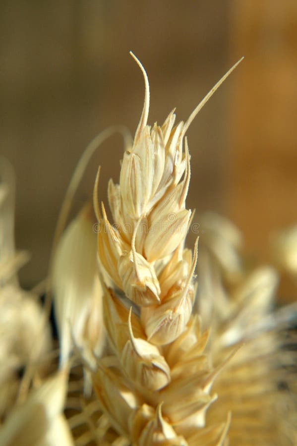 Spikelet Flowers Of Agrostis Capillaris Stock Photo - Image of outside ...