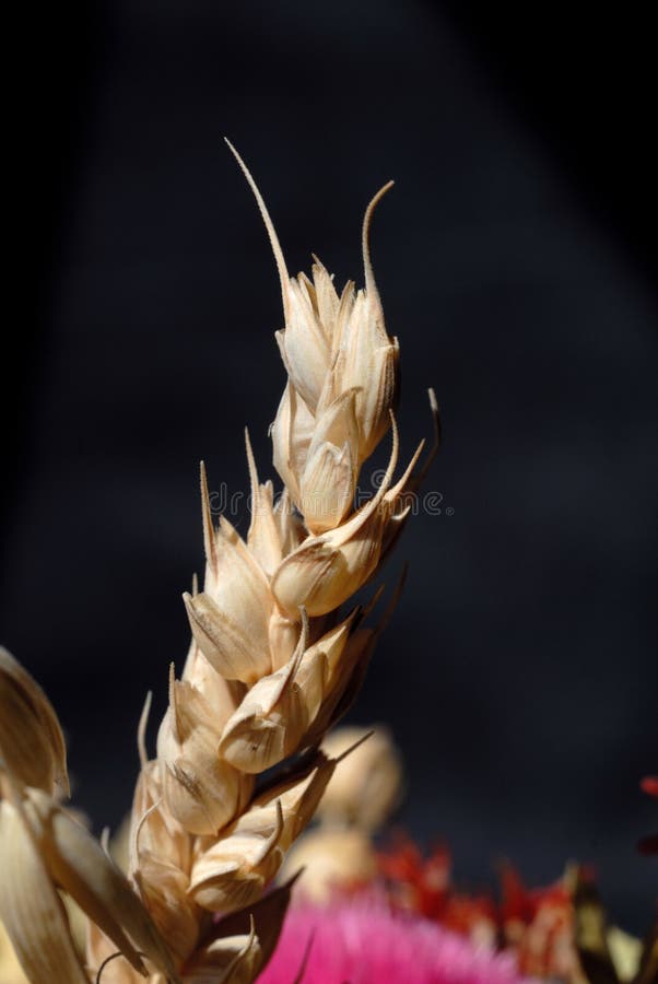 Dried Spikelet Opposite the Dark Background Closeup Stock Image - Image ...