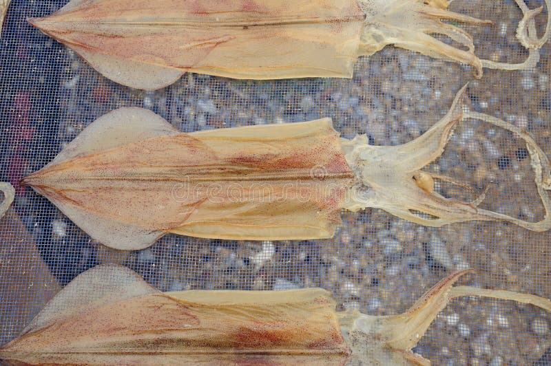 Dried squid stock photo. Image of cuttlefish, seafood - 24286932