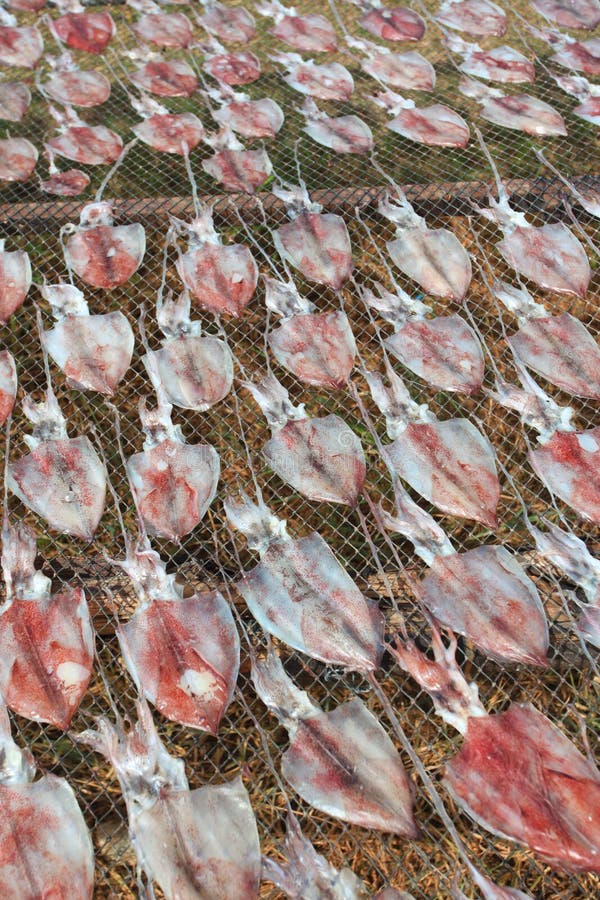 Dried Squid stock image. Image of seafood, large, commercial - 28395705