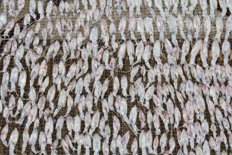 269 Squid Farm Stock Photos - Free & Royalty-Free Stock Photos from ...