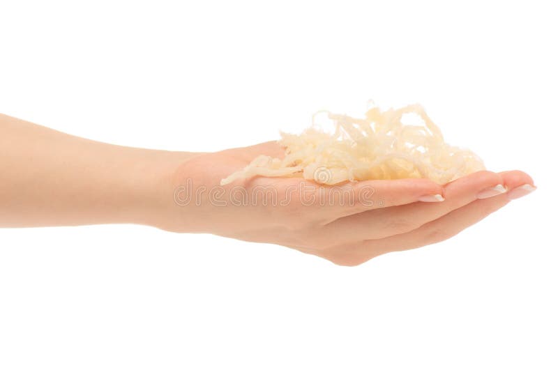 Dried squid in a hand stock photo. Image of freshness - 104316406