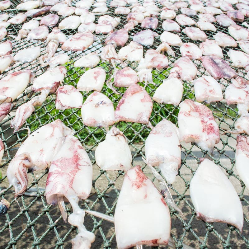 Dried Squid on Net with Sunlight Stock Photo - Image of panel, color ...