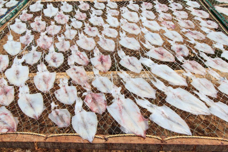 Dried Squid on Net with Sunlight Stock Photo - Image of salty, nature ...