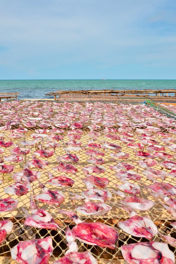 Dried Squid, Traditional Drying Squid Stock Photo - Image of gourmet ...
