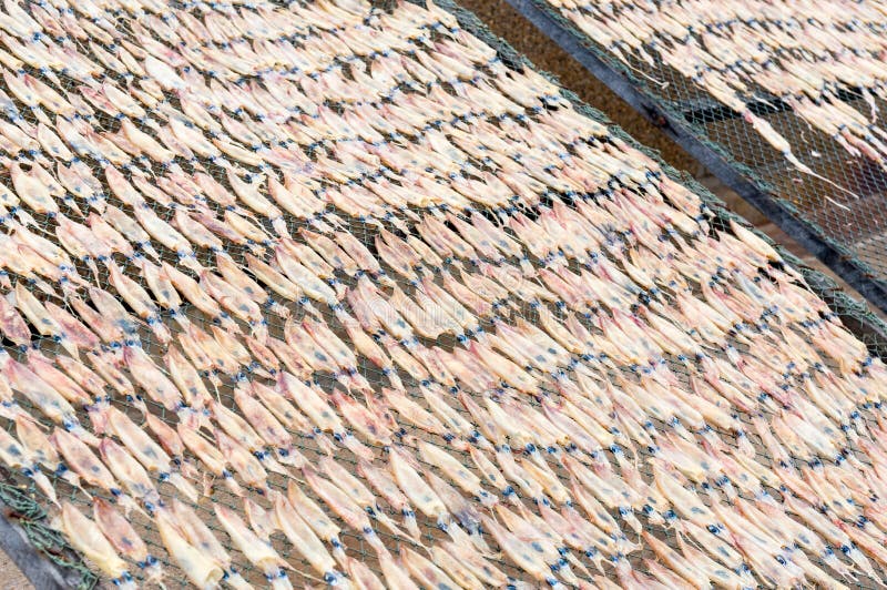 Dried Squid, Traditional Squids Drying in the Sun. Stock Image - Image ...