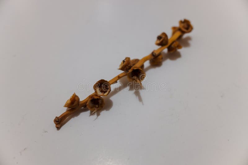 A dried stalk of dates stock photo. Image of orange - 308571498