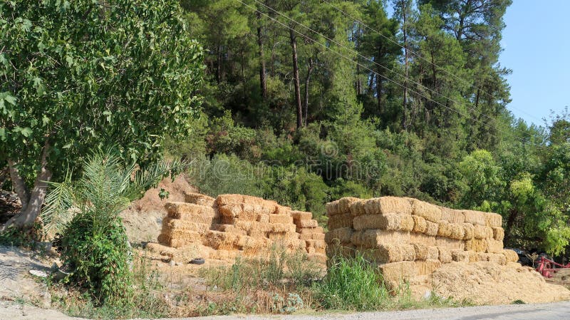 Stack of Haystack Collected at Roadside Stock Photo - Image of gold ...