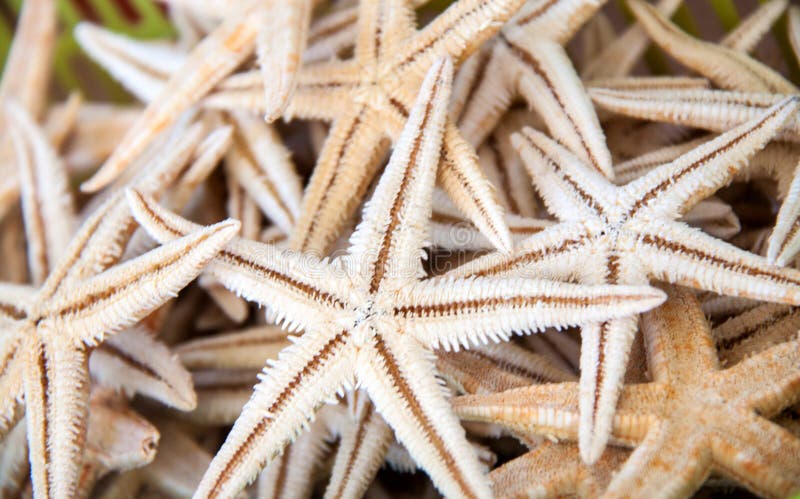 Souvenir dried starfish stock photo. Image of america - 8993078