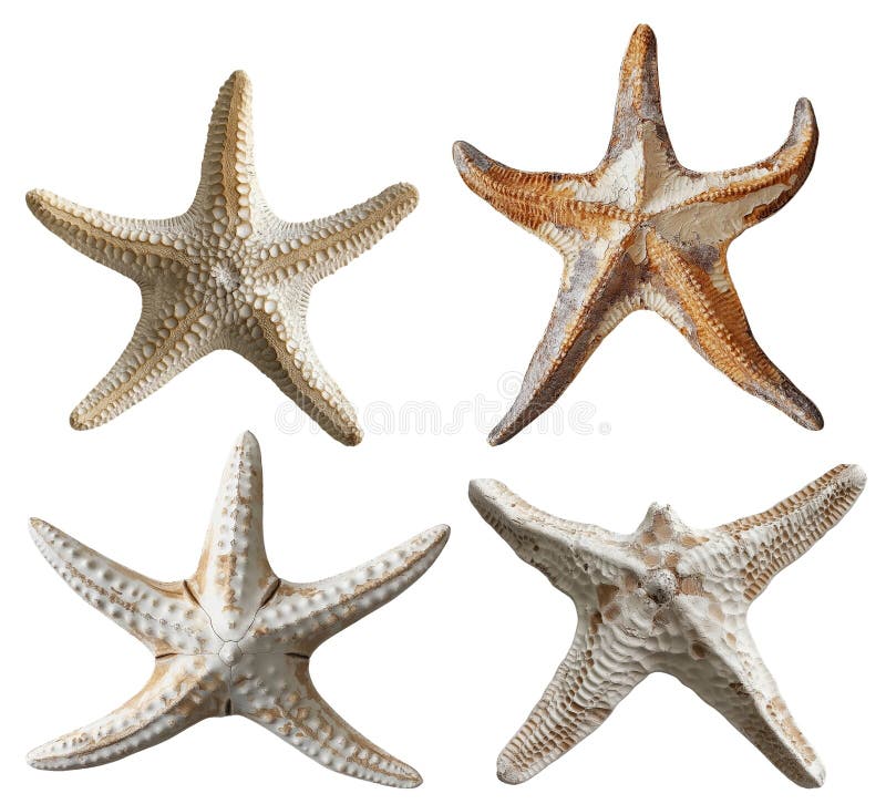 Dried Starfish with Natural Pattern on White Background Stock Photo ...