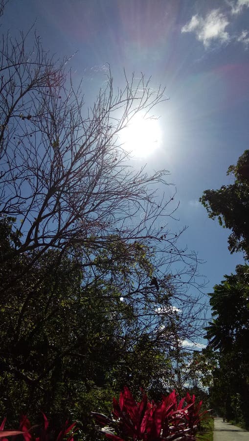 Dried stems stock photo. Image of dying, dried, stems - 110115490