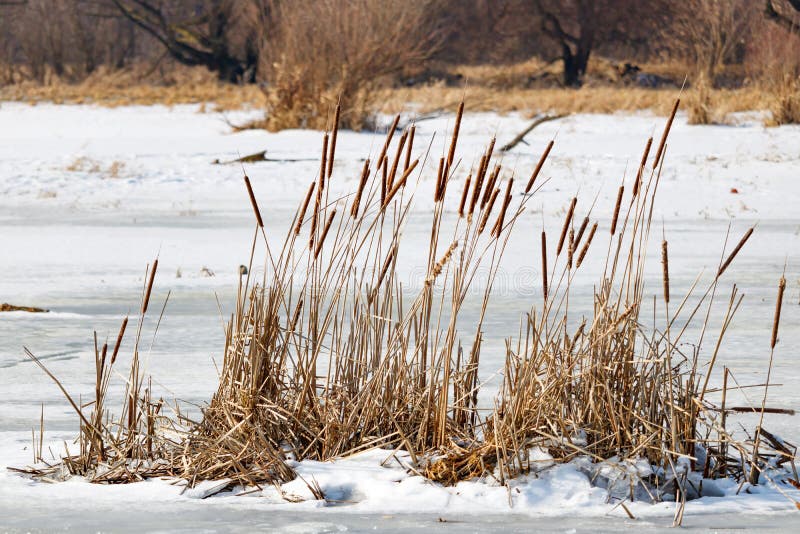 Dried Stems of Reeds Frozen in the Ice on the Lake Stock Photo - Image ...