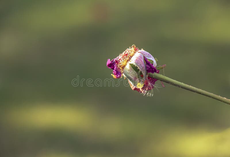 Dried Stems of Roses, Fallen Flower Petals. Autumn Stock Image - Image ...
