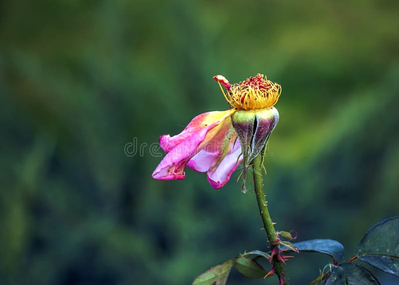 Dried Stems of Roses, Fallen Flower Petals. Autumn Stock Image - Image ...