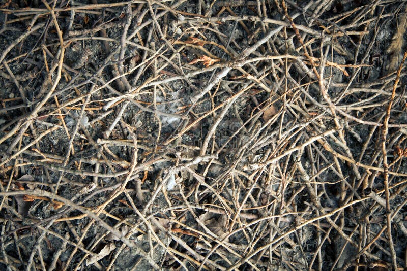 Dried Sticks Pattern Texture. Stock Photo - Image of object, natural ...
