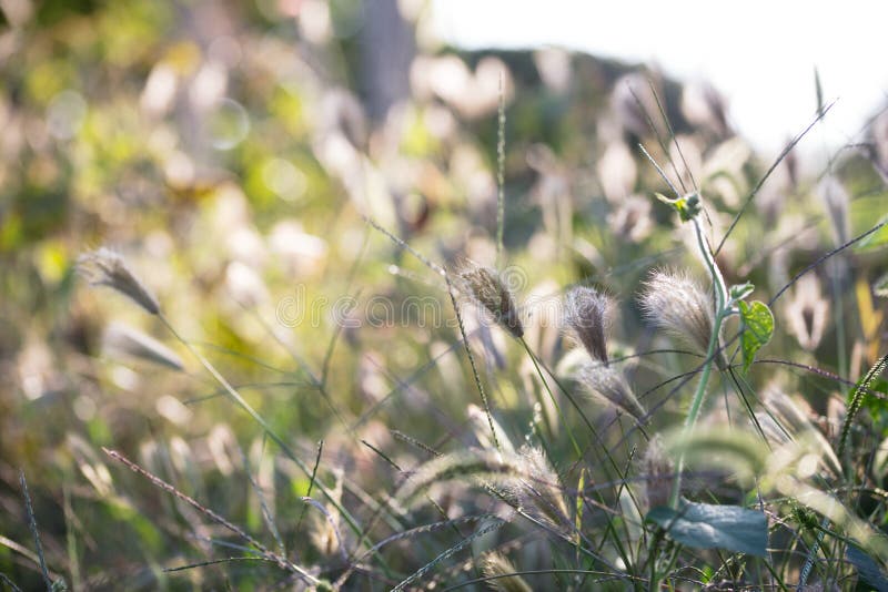 Dried Stigmata in the Autumn Sunset Stock Image - Image of numerous ...