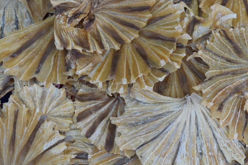 Dried stingray fish stock image. Image of cuisine, isolated - 51570537