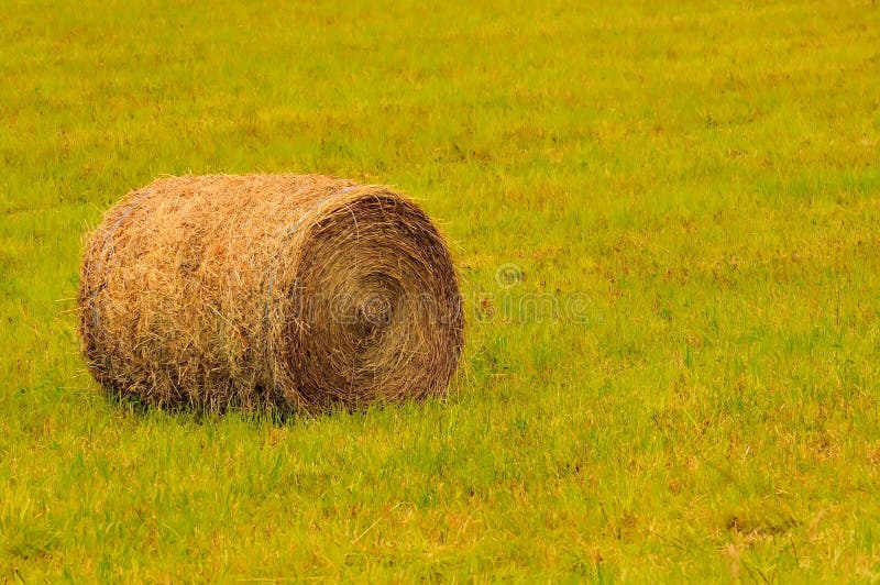 Dried straw stock image. Image of meadow, nature, feed - 19867485