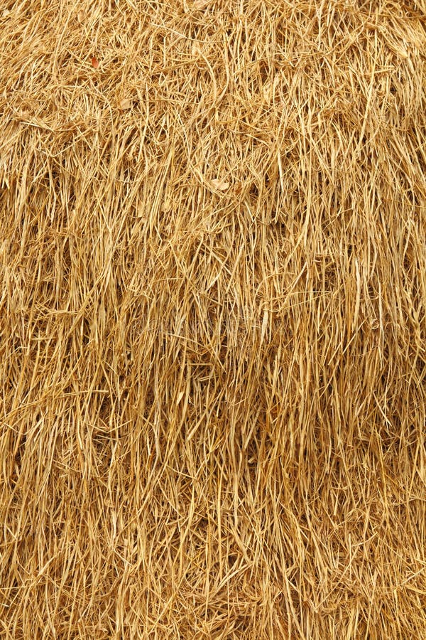 Dried straw stock image. Image of vintage, pattern, wild - 37726705