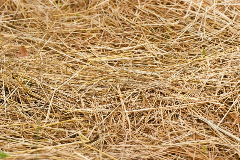 Dried straw stock photo. Image of agriculture, straw - 93640842