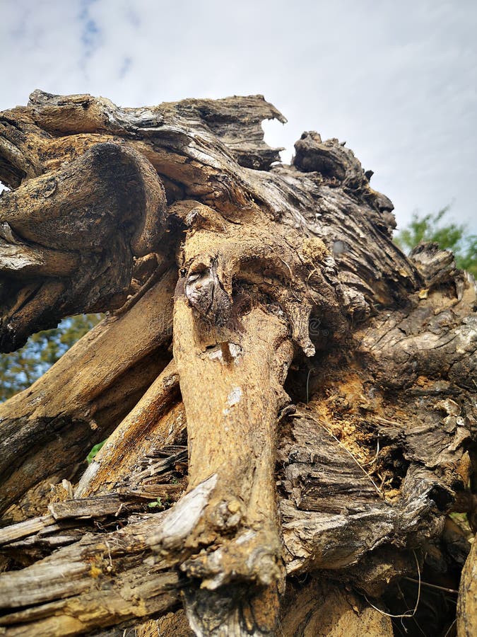 Dried Stub with the Cracked Root Stock Photo - Image of cracked ...