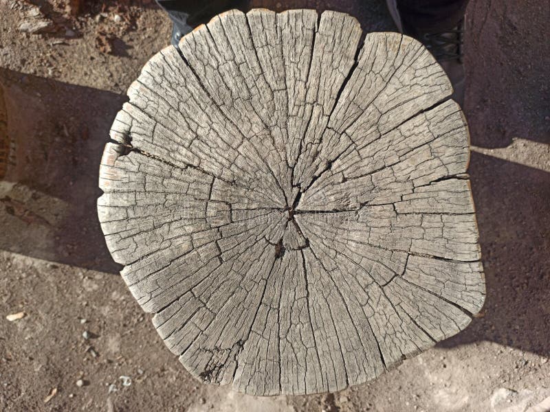 An Dried Stump Top View of a Dried Tree with a Cracked Texture Stock ...