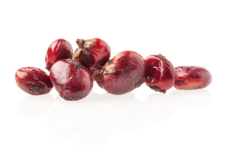 Dried Sumac berries stock image. Image of drupe, dried - 36643865