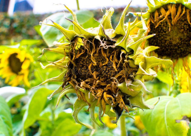 Dried Sunflower Field With The Sun In The Background Stock Image ...