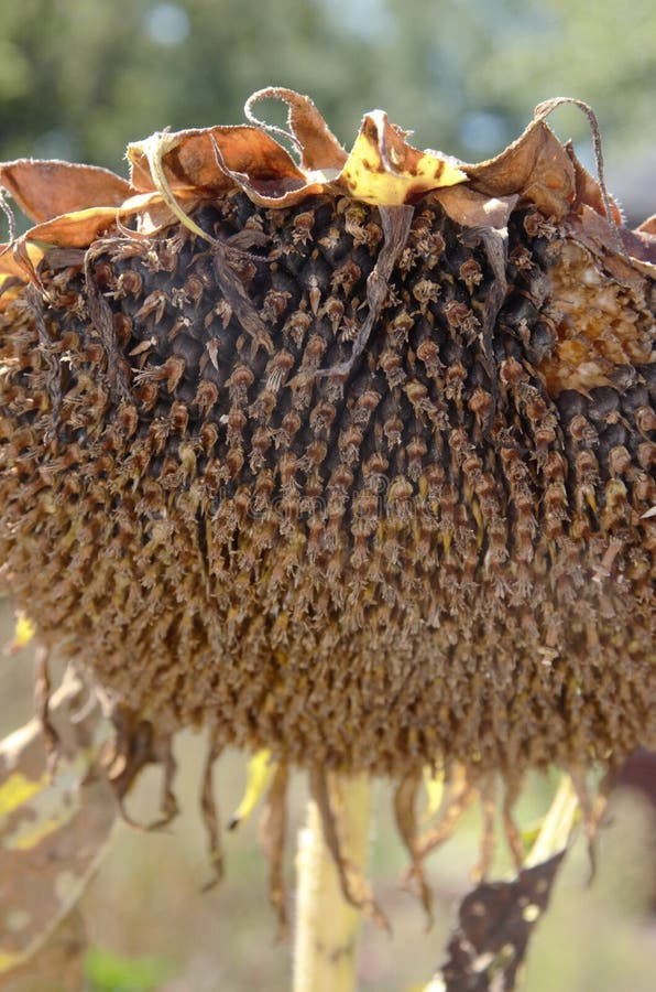 Dried sunflower bloom stock image. Image of helianthus - 59837145
