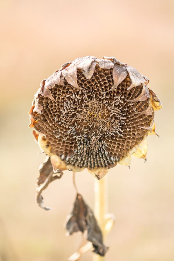 Dried Sunflower in the Field Stock Photo - Image of foliage, seed: 39089684