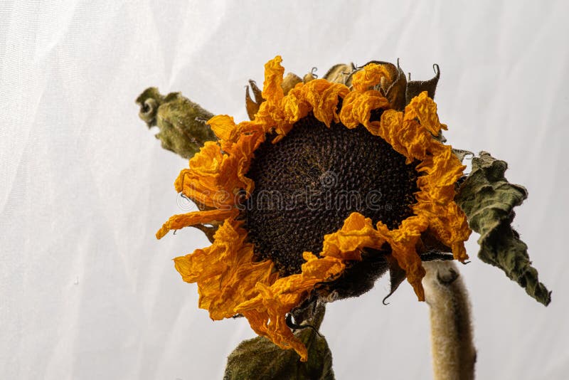 Dried Sunflower Isolated on White Stock Photo - Image of bouquet, dried ...