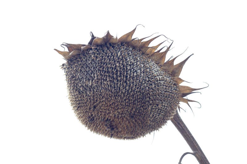 234 Sere Tree Background Stock Photos - Free & Royalty-Free Stock ...