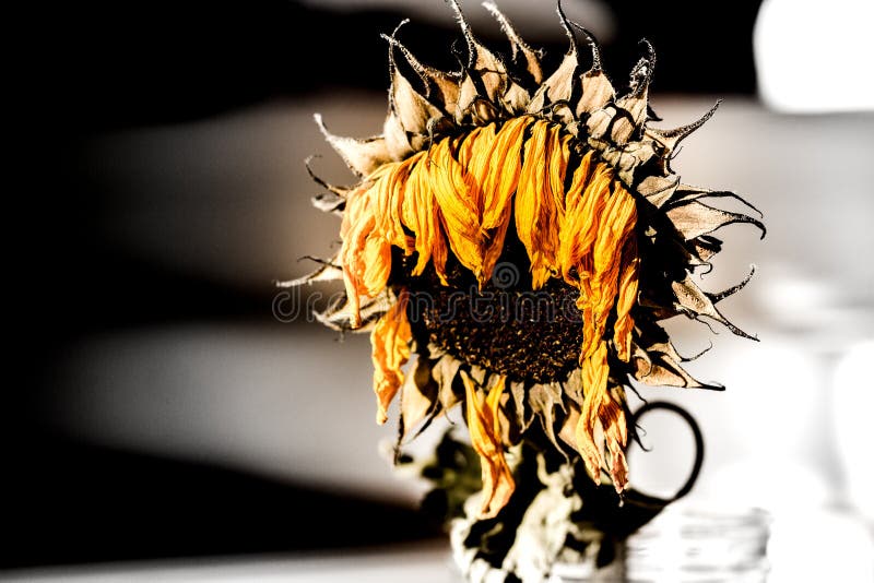 Sunflower stock image. Image of copy, grief, mourning - 103209883