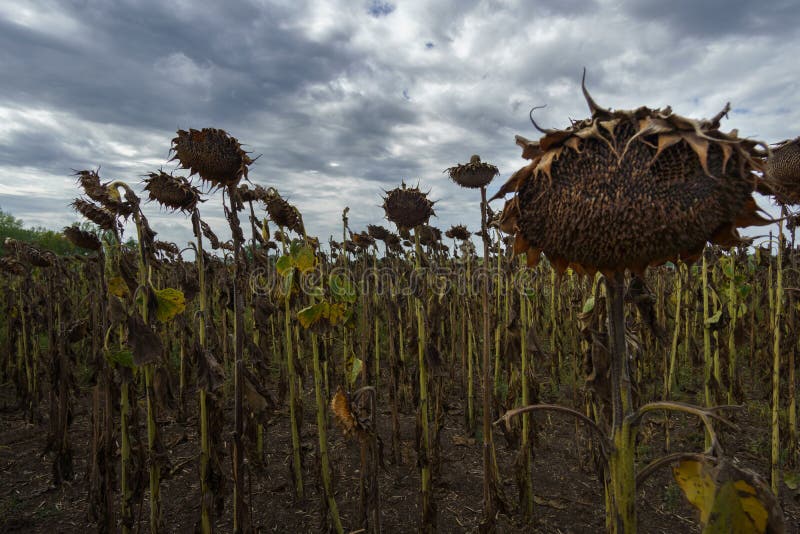 Dried Sunflower, Ready for Harvesting, Agricultural Field Stock Photo ...