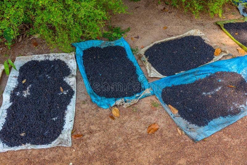 Fermenting Tea Process Stock Photos - Free & Royalty-Free Stock Photos ...