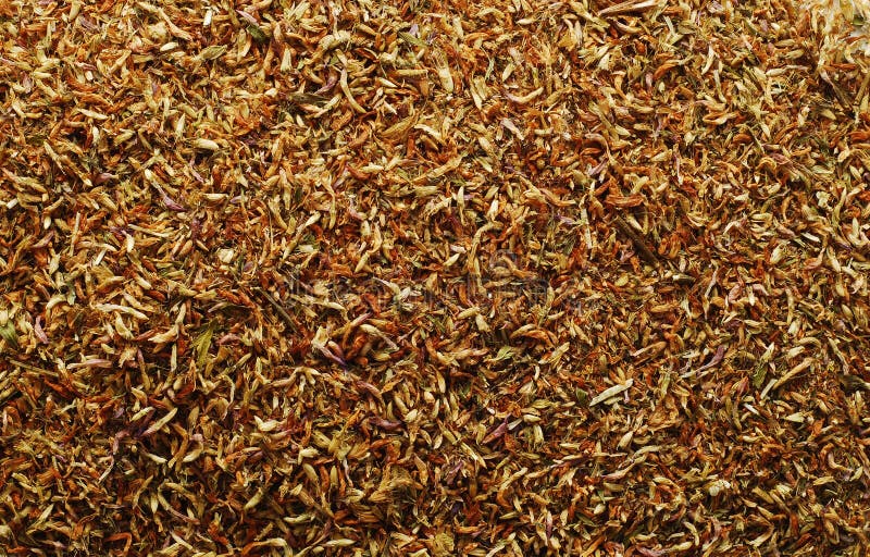 Dried tea plants stock photo. Image of nature, plant, medication - 9111518