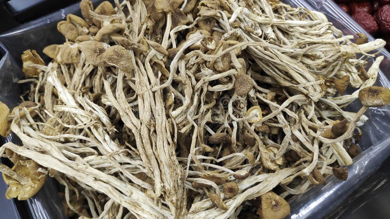 Dried Tea Tree Mushroom Display on Market Stock Image - Image of china ...