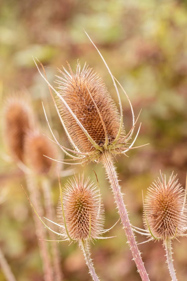Teasel Dipsacus Fullonum Detail Stock Photo - Image of teasel ...