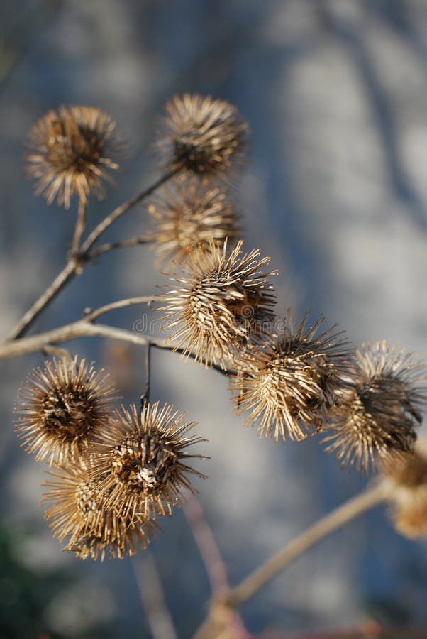 Dried thistle stock image. Image of dried, plant, nature - 264195597